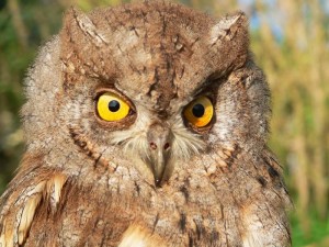 Assiolo: piccolo rapace solitario del Mediterraneo
