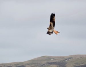 Nibbio Reale: habitat, distribuzione e caratteristiche principali
