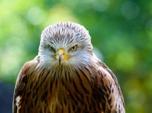 Nibbio Reale: habitat, distribuzione e caratteristiche principali
