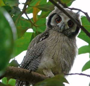Assiolo: piccolo rapace solitario del Mediterraneo