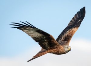 Nibbio Reale: habitat, distribuzione e caratteristiche principali