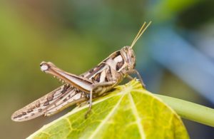 Assiolo: piccolo rapace solitario del Mediterraneo
